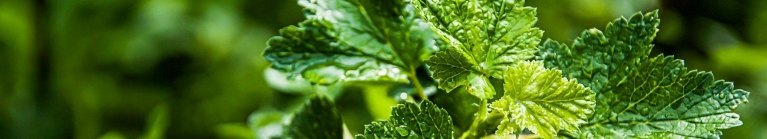 Handy PEA+ 植物效率分析仪-点将科技-专注生态环境及农业科技